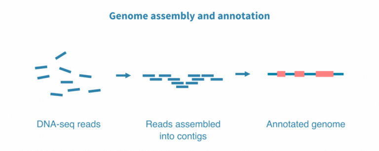 DNA测序数据分析 | Microbial bioinformatics